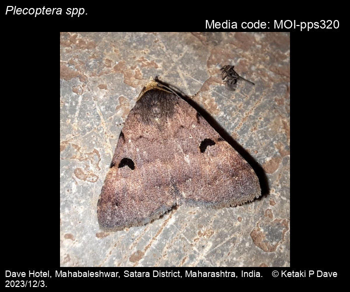 Plecoptera spp. | Moths